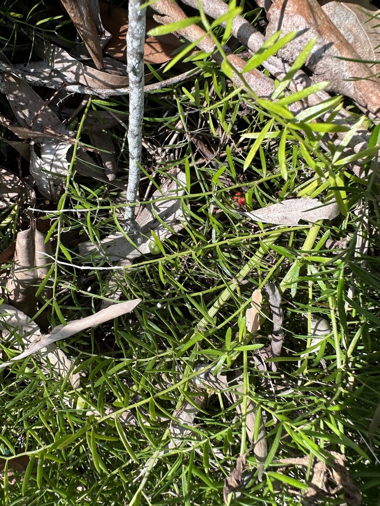 African Asparagus in July 2023 by cwelden_ecp · iNaturalist