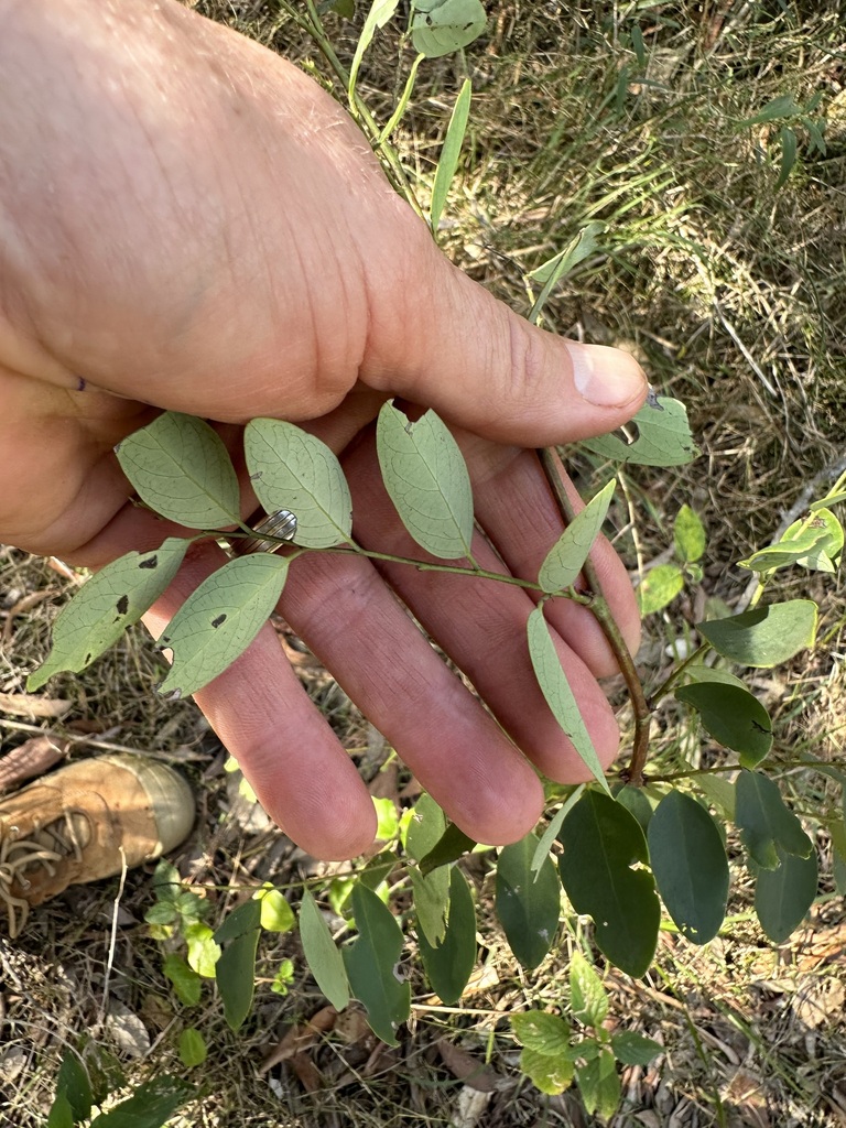 coffee bush in July 2023 by cwelden_ecp · iNaturalist