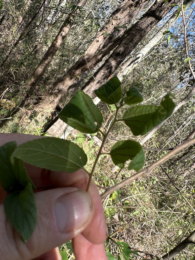 Nettle Tree in July 2023 by cwelden_ecp · iNaturalist