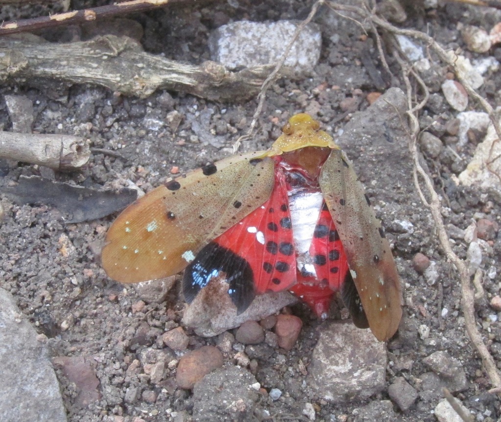 Penthicodes atomaria from Na Hin, Laos on February 11, 2013 by Jonathan ...