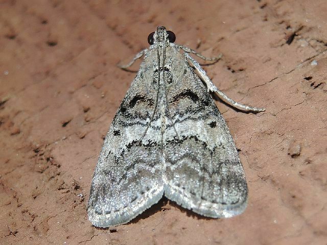 Maple Webworm Moth from Ward Pound Ridge, Michigan Rd, Westchester ...