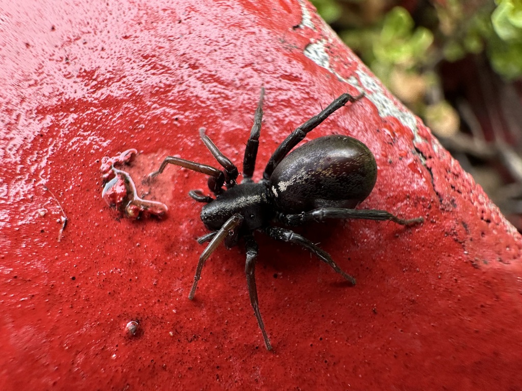 Ant-mimic Sac Spiders from The East Side, South San Francisco, CA, USA ...