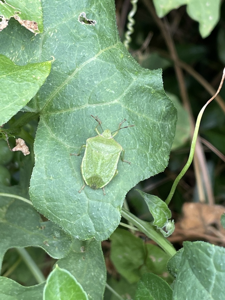 Southern Green Stink Bug from Rheinhessisches Rheingebiet, Ingelheim am ...