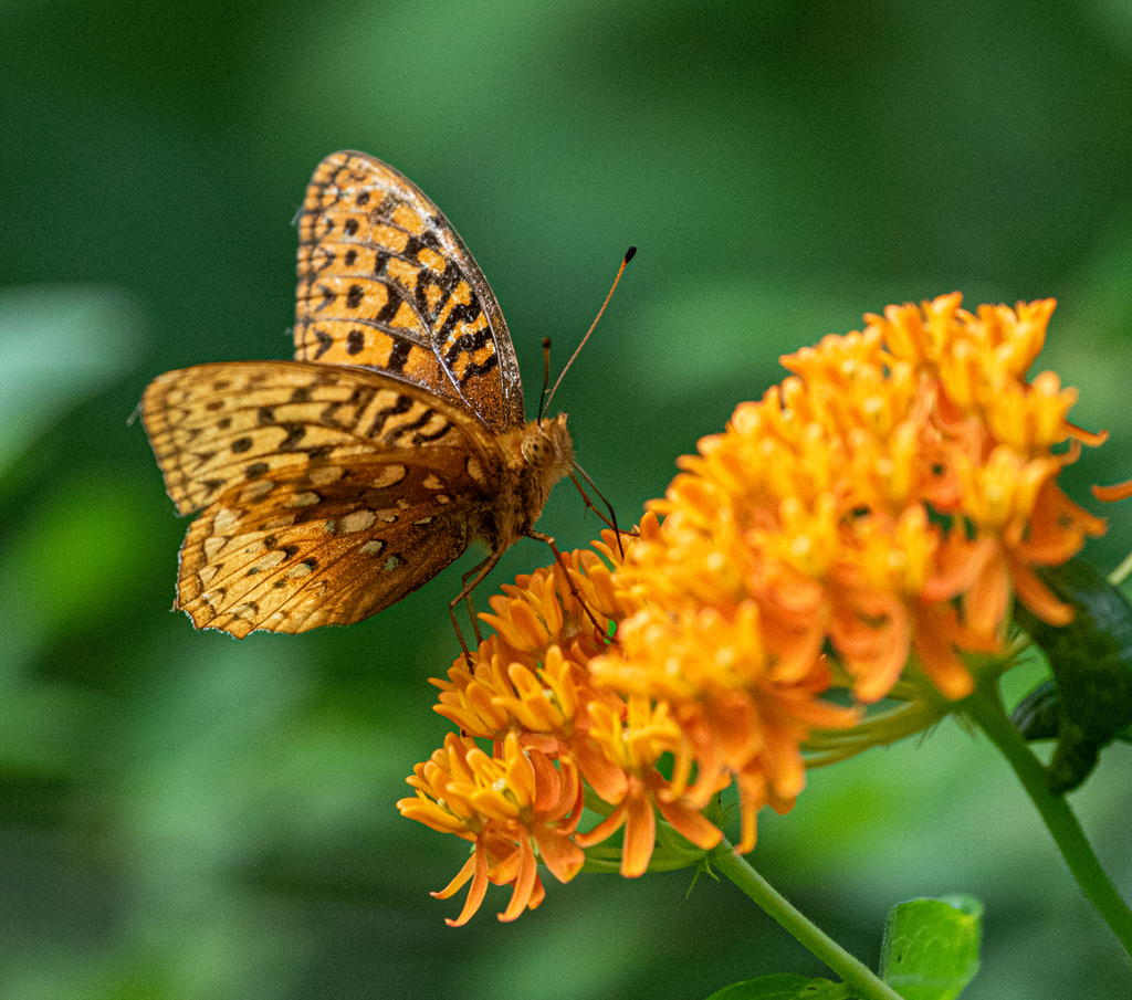 Great Spangled Fritillary from Lambton, CA-ON, CA on July 16, 2023 at ...