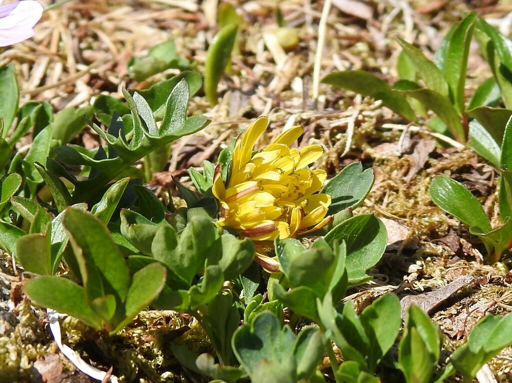 Alaska Dandelion from Yukon, Canada on July 15, 2023 at 01:37 PM by ...