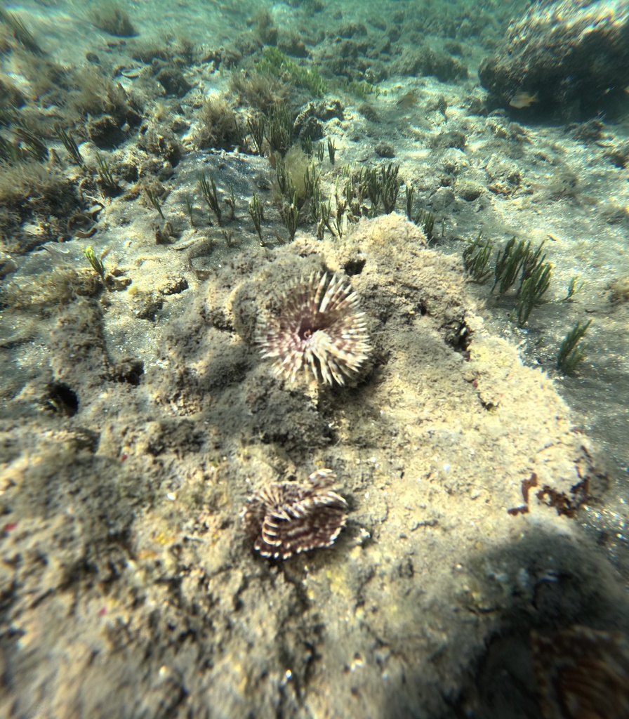 Sabellida from Bahía de Campeche, MX on July 11, 2023 at 02:08 PM by ...