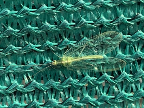 Chrysoperla johnsoni · iNaturalist