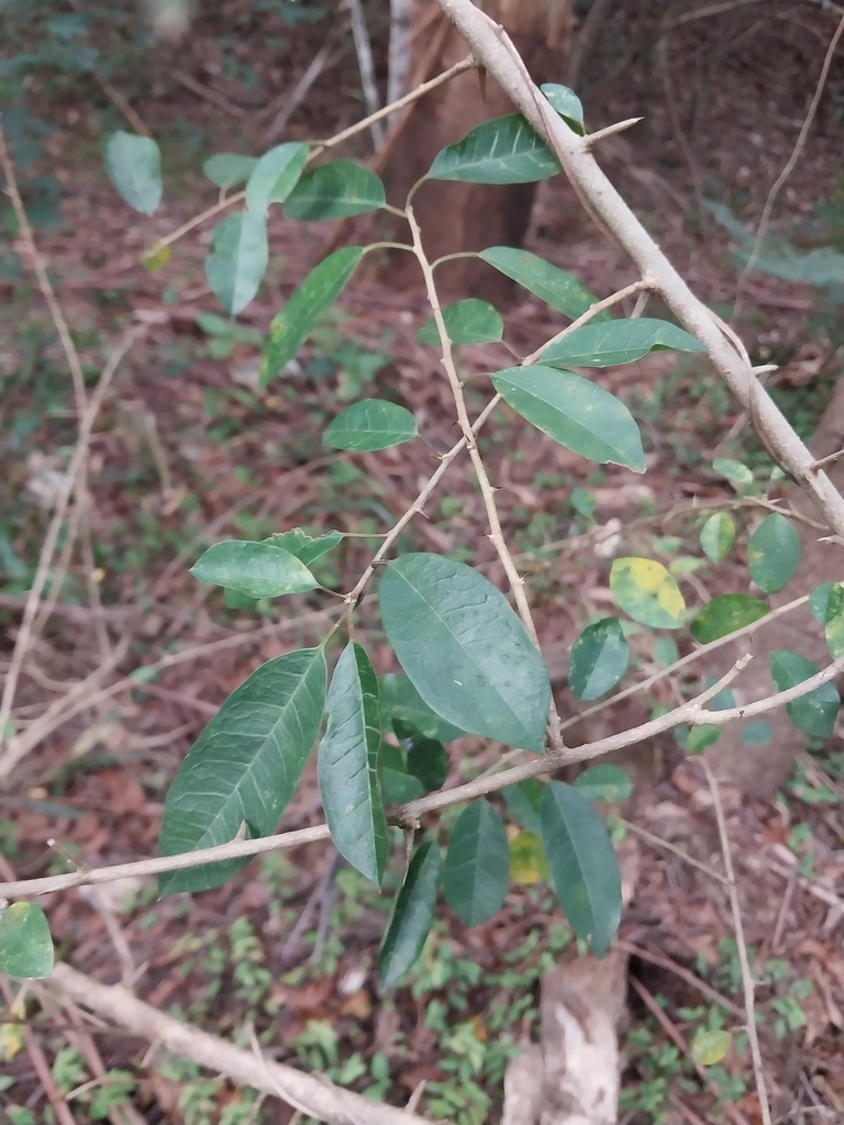 Cockspur Thorn from Guanaba Rural Fire Brigade on July 15, 2023 at 03: ...