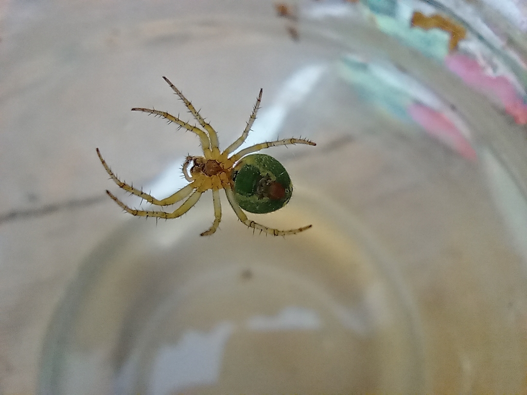 Cucumber Spiders from Хобултова, Волинська область, Україна, 44760 on ...