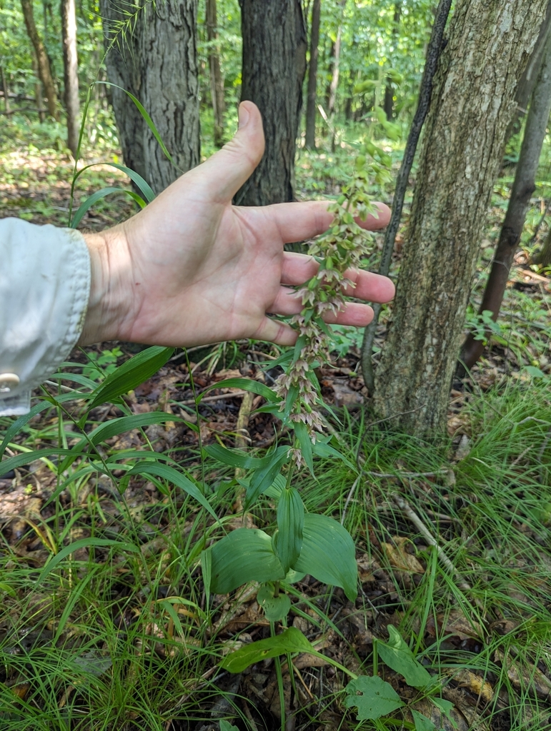 Broad-leafed Helleborine from Shalersville Township, OH, USA on July 16 ...