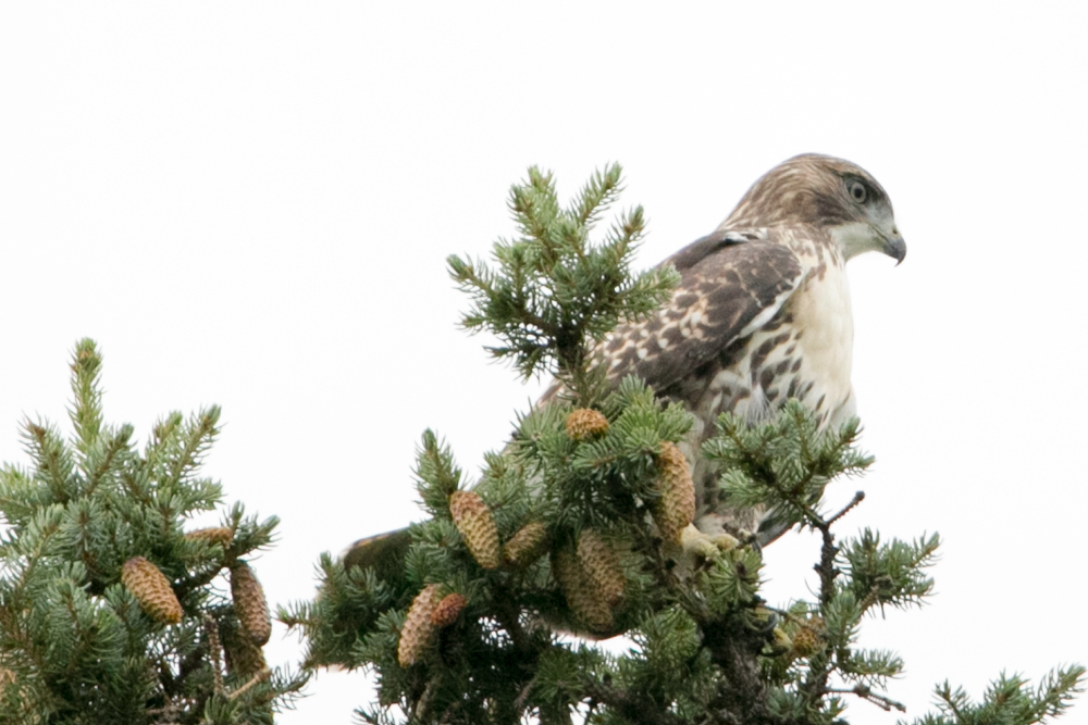 Red-tailed Hawk from Mount Hope Catholic Cemetery, Toronto, ON, CA on ...