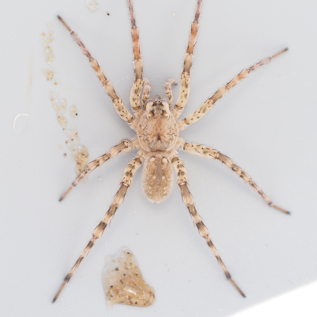 Shoreline Wolf Spider (Emerald Coast Spiders) · iNaturalist