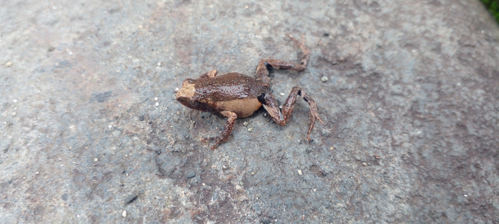 Painted Forest Toadlet from Shell on July 15, 2023 at 09:24 AM by ...