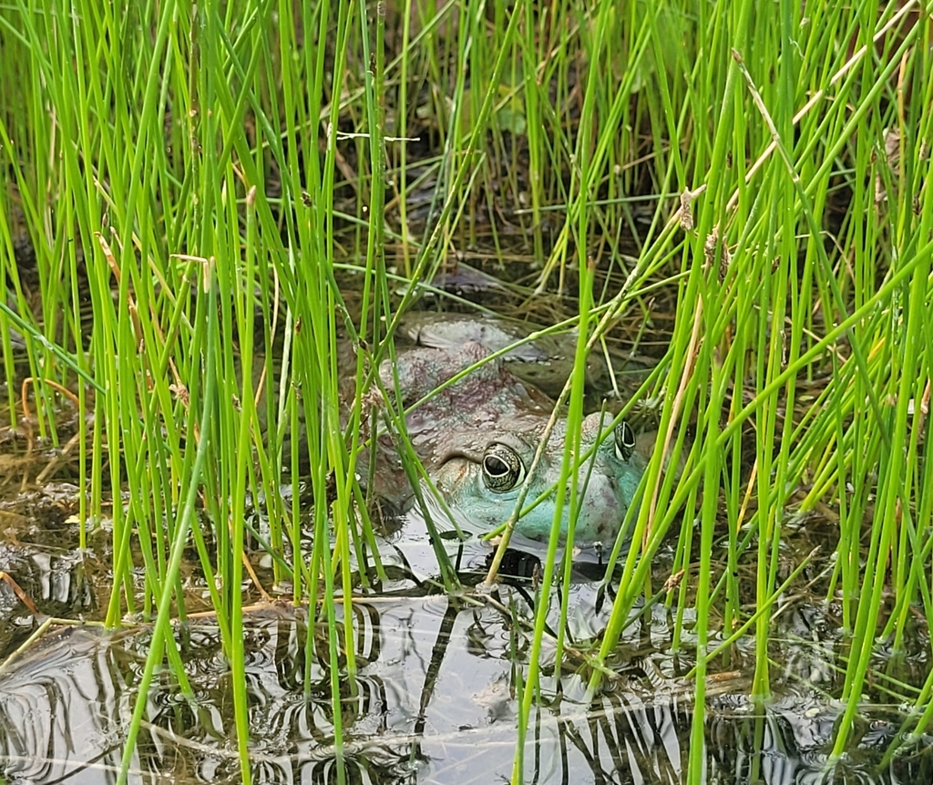 American Bullfrog from Suamico, WI 54173, USA on July 15, 2023 at 05:43 ...