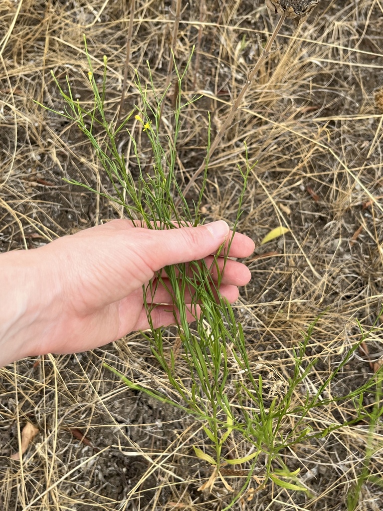 Texas Snakeweed from Marine Creek, Fort Worth, TX, US on July 16, 2023 ...
