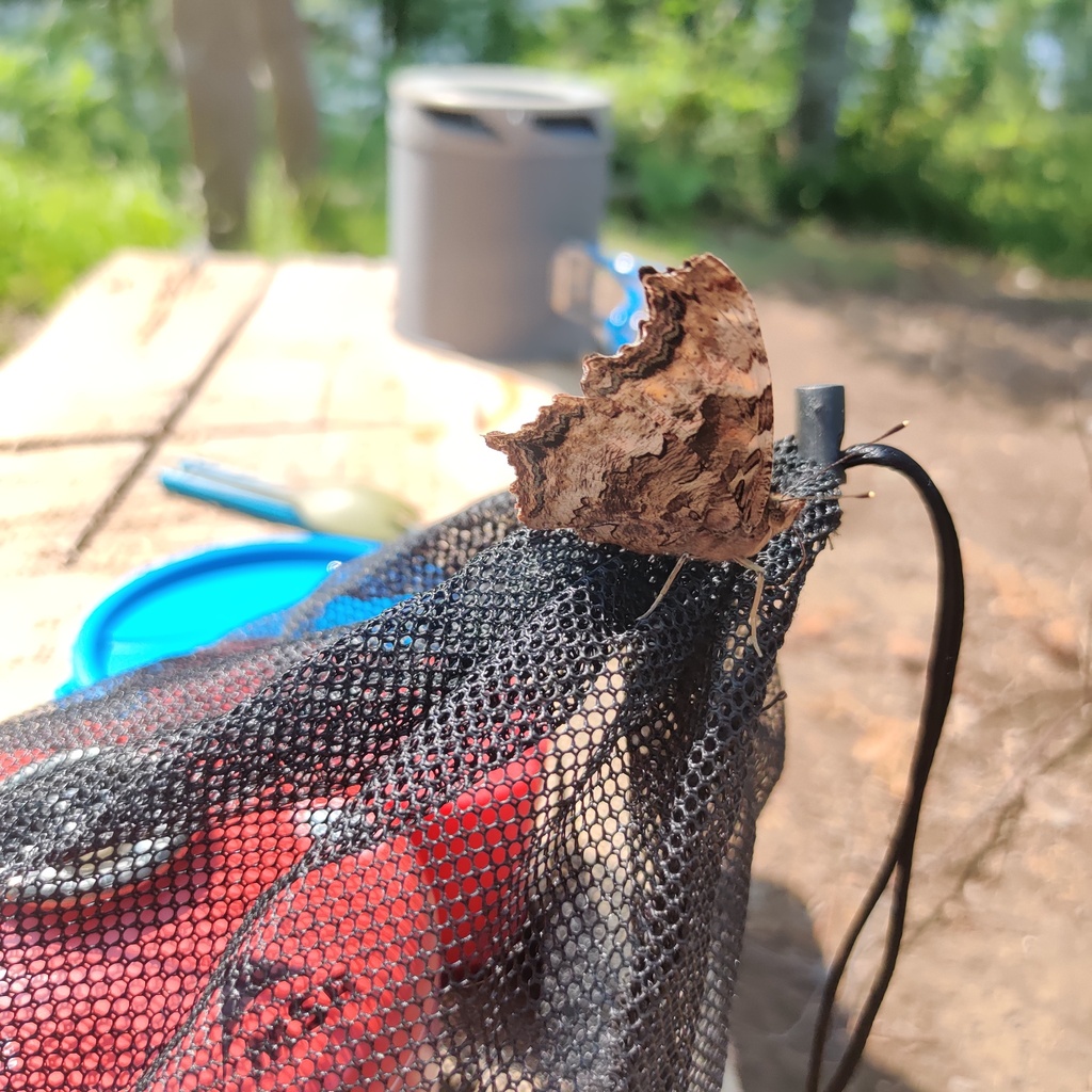 Nymphalis l-album j-album from Faya Lake (Site 1), ON, Canada on July ...