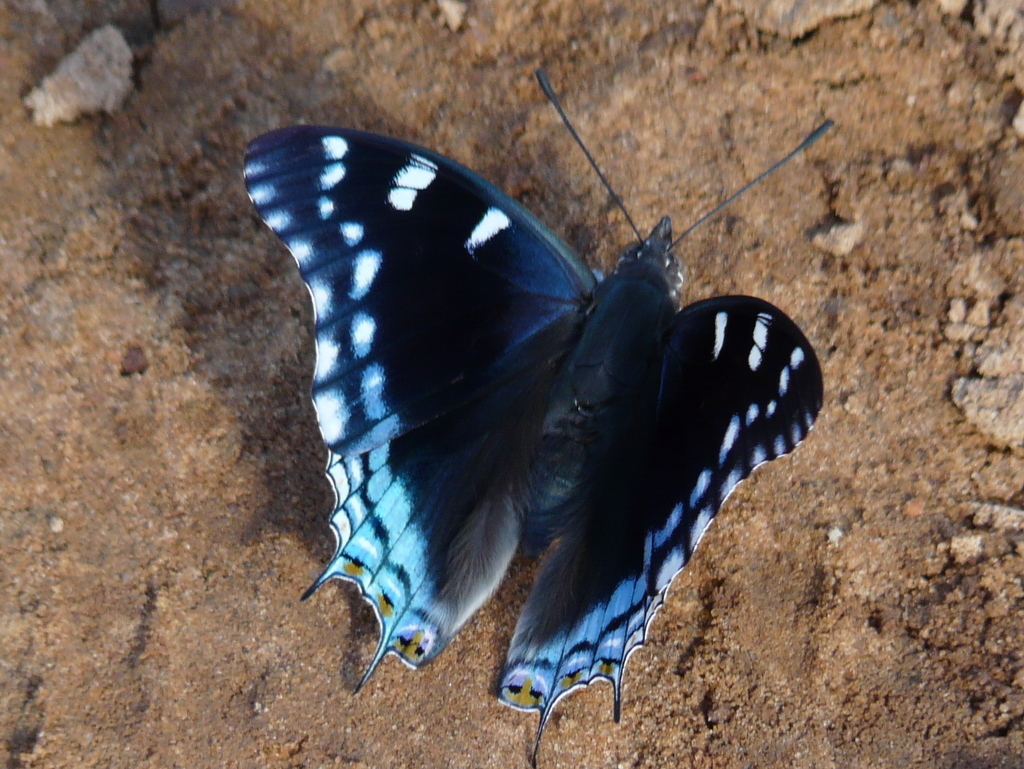 Blue Spangled Charaxes (List of Butterflies and Moths Available or ...