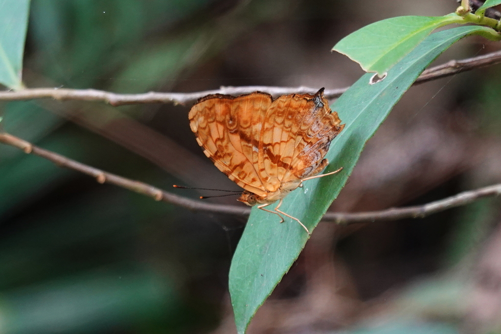 Common Jester from Pat Sin Leng, Hong Kong on July 9, 2023 at 11:14 AM ...