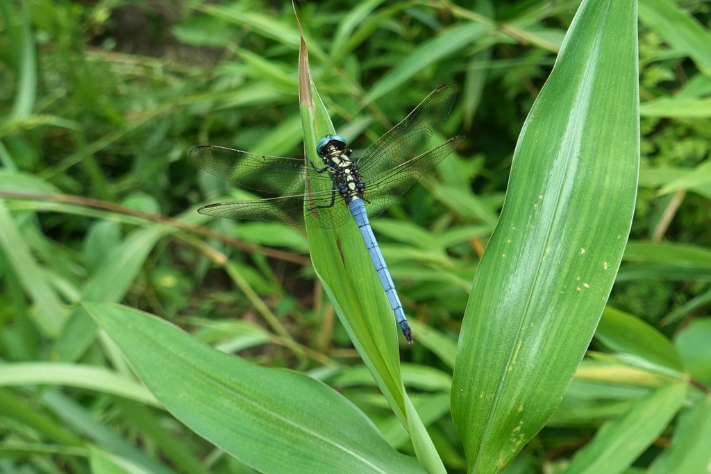 Slender Blue Skimmer from Pat Sin Leng, Hong Kong on July 9, 2023 at 11 ...