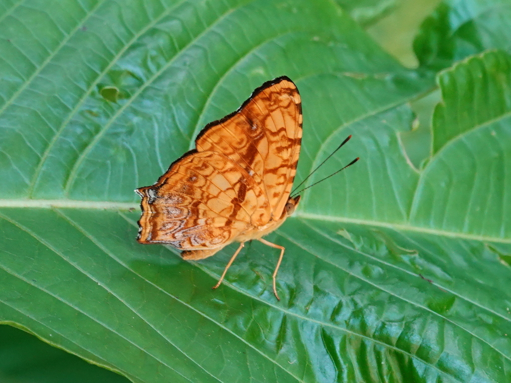 Common Jester from Hong Kong on July 9, 2023 at 12:37 PM by Eric Ching ...