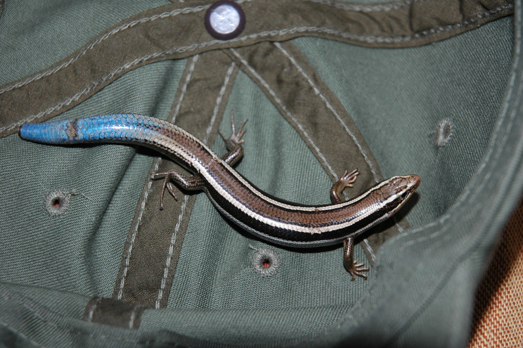Western Skink from Deschutes County, OR, USA on April 19, 2006 at 03:41 ...