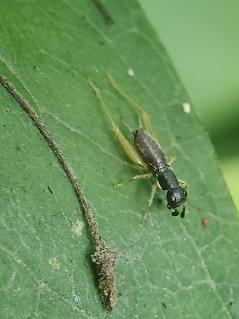 Red-headed Bush Cricket from Wheaton, Wheaton-Glenmont, MD, USA on July ...