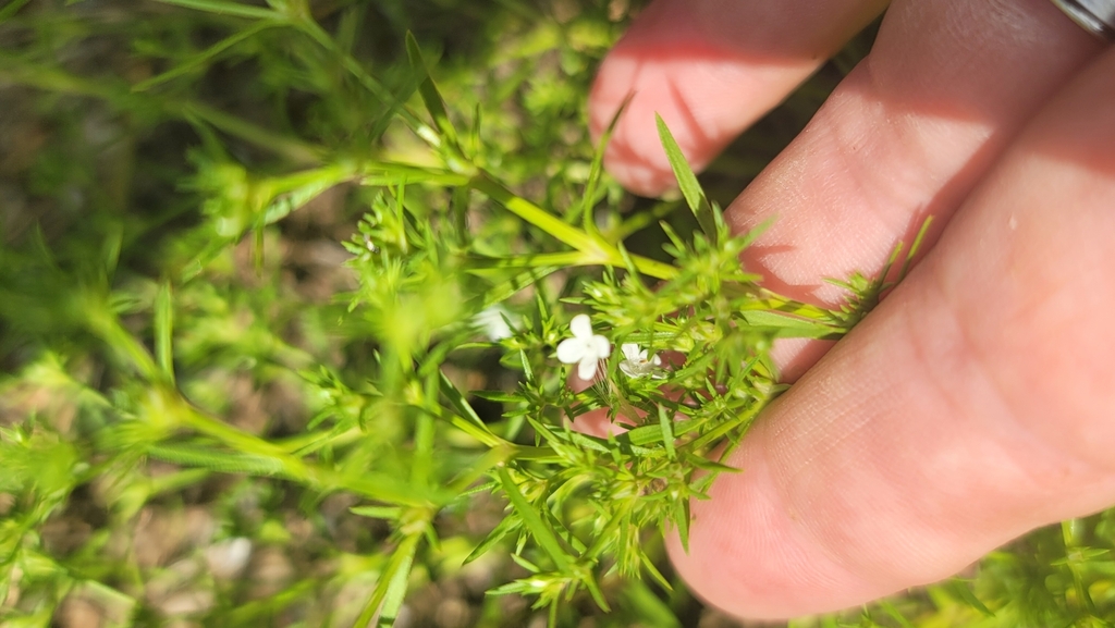 Rust Weed in July 2023 by snail_hiker · iNaturalist
