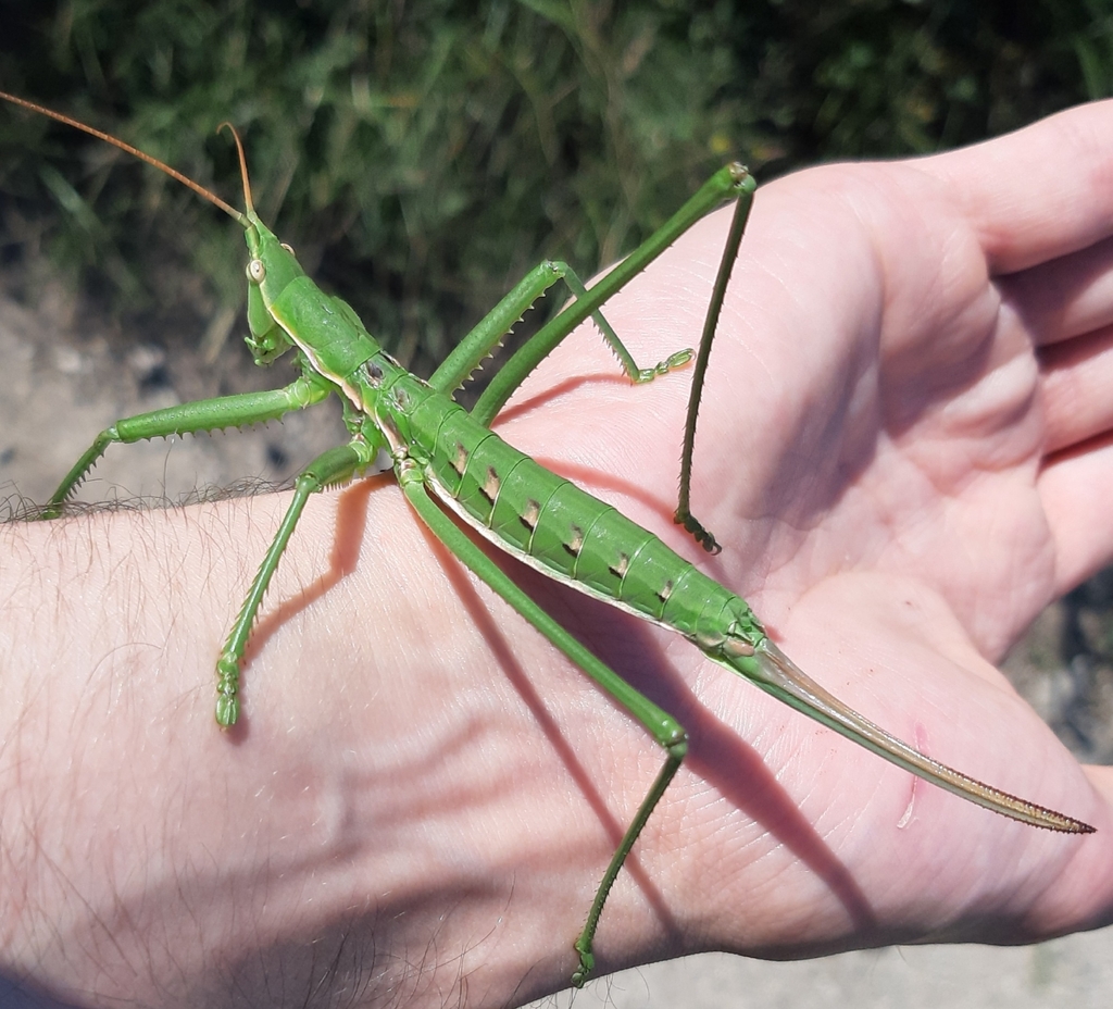 Predatory Bush-cricket in July 2022 by salzgurke · iNaturalist