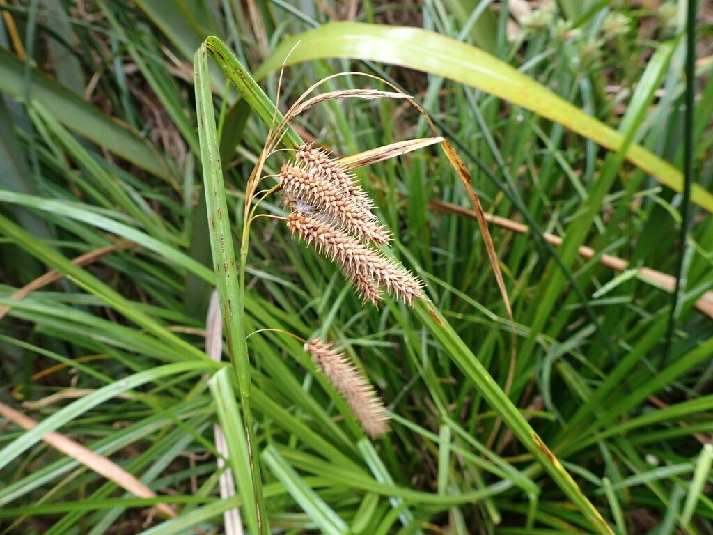 Tassel Sedge from Taipa, New Zealand on April 27, 2023 at 10:26 AM by ...