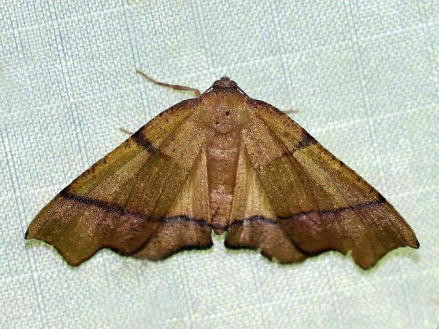 Straight-lined Plagodis Moth from Ward Pound Ridge - Michigan Rd ...