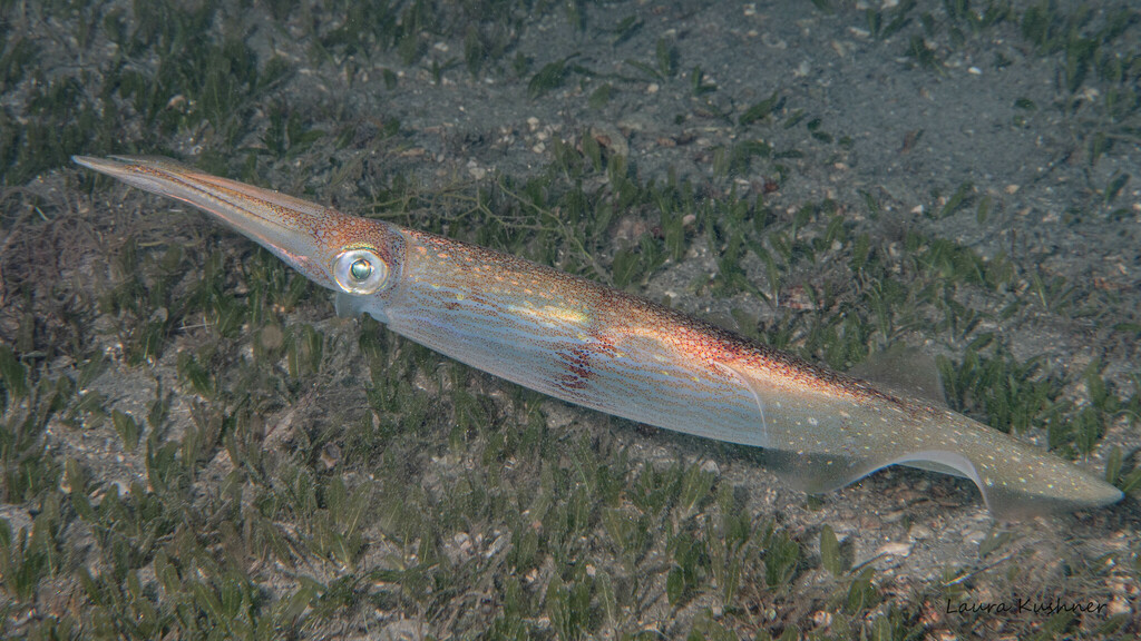 Longfin Inshore Squid from Riviera Beach, FL, USA on July 16, 2023 at ...