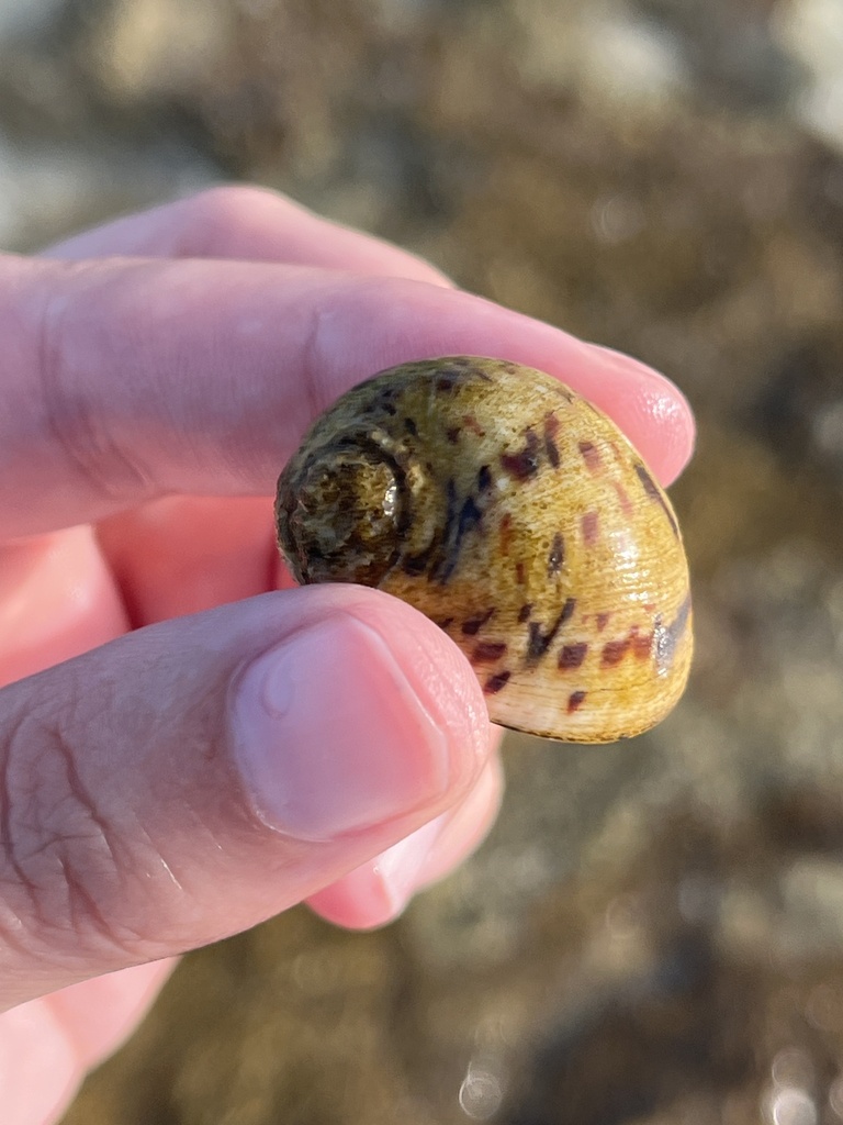Bleeding Tooth Nerite from New Providence, BS on July 16, 2023 at 06:34 ...