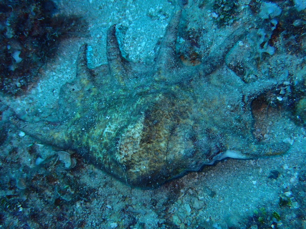 Giant Spider Conch from War in the Pacific National Historic Park, GU ...
