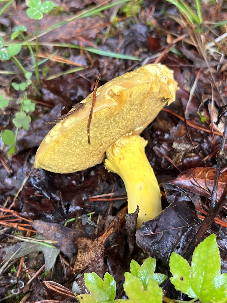 butter-foot bolete from Bee Oak Rd, Brandywine, MD, US on July 16, 2023 ...