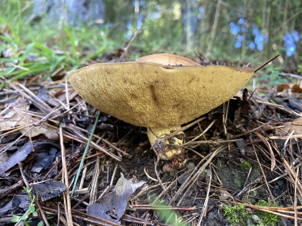 Dotted-stalked Suillus from Christchurch including Banks Peninsula, NZ ...
