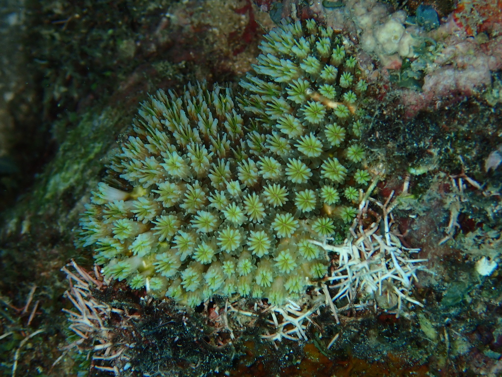 Galaxy Coral in July 2023 by Marisa Agarwal · iNaturalist