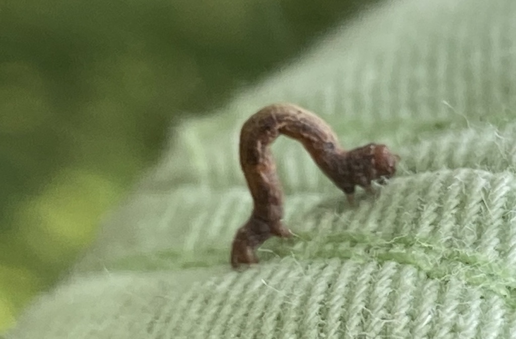 Ennominae in July 2023 by Mark · iNaturalist
