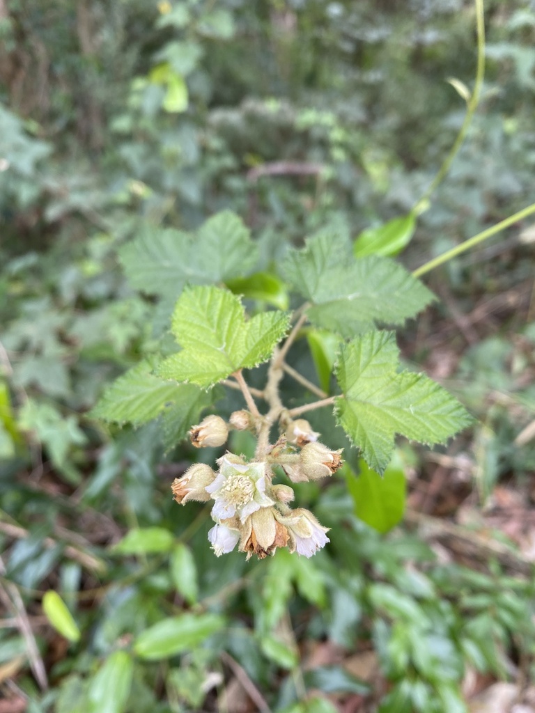 Molucca Bramble from University Rd, Nathan, QLD, AU on July 17, 2023 at ...