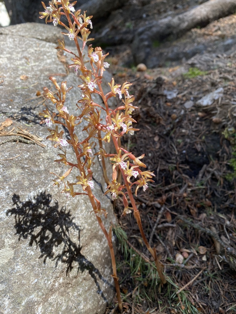 spotted coralroot from Payette National Forest, McCall, ID, US on July ...
