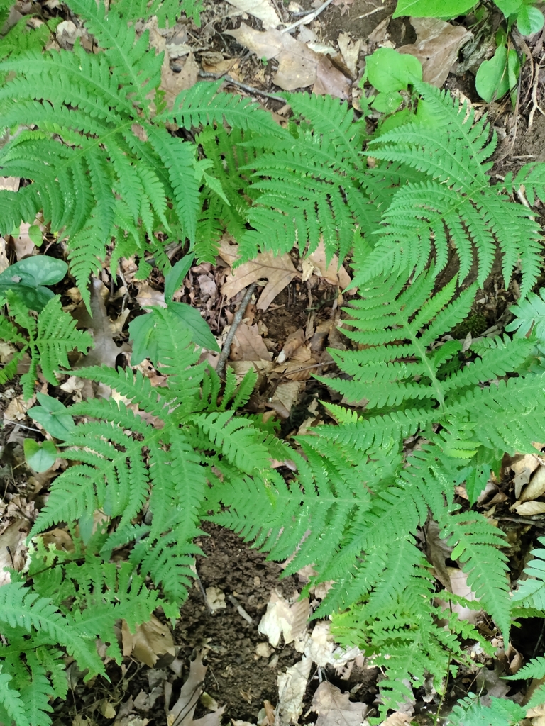 broad beech fern from Andersonville, TN 37705, USA on July 16, 2023 at ...