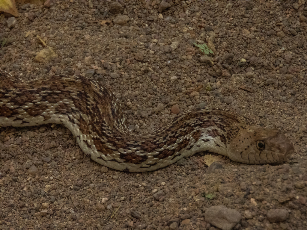 Gopher Snake from Tubac, AZ, US on June 22, 2023 at 04:03 PM by trevor ...