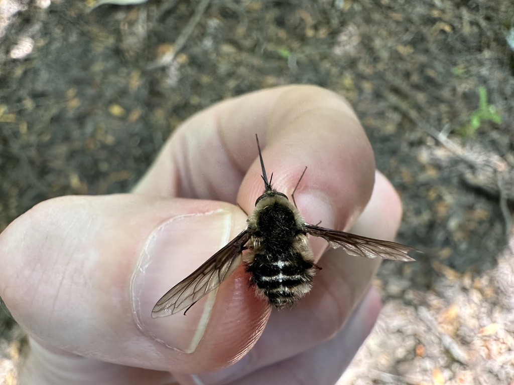 Greater Bee Flies from San Mateo County, CA, USA on July 15, 2023 at 12 ...