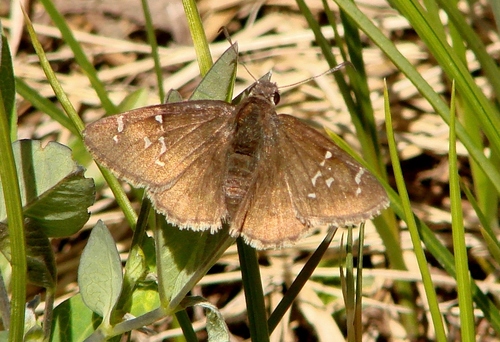 Nevada Cloudywing (Bugs of Mueller State Park) · iNaturalist
