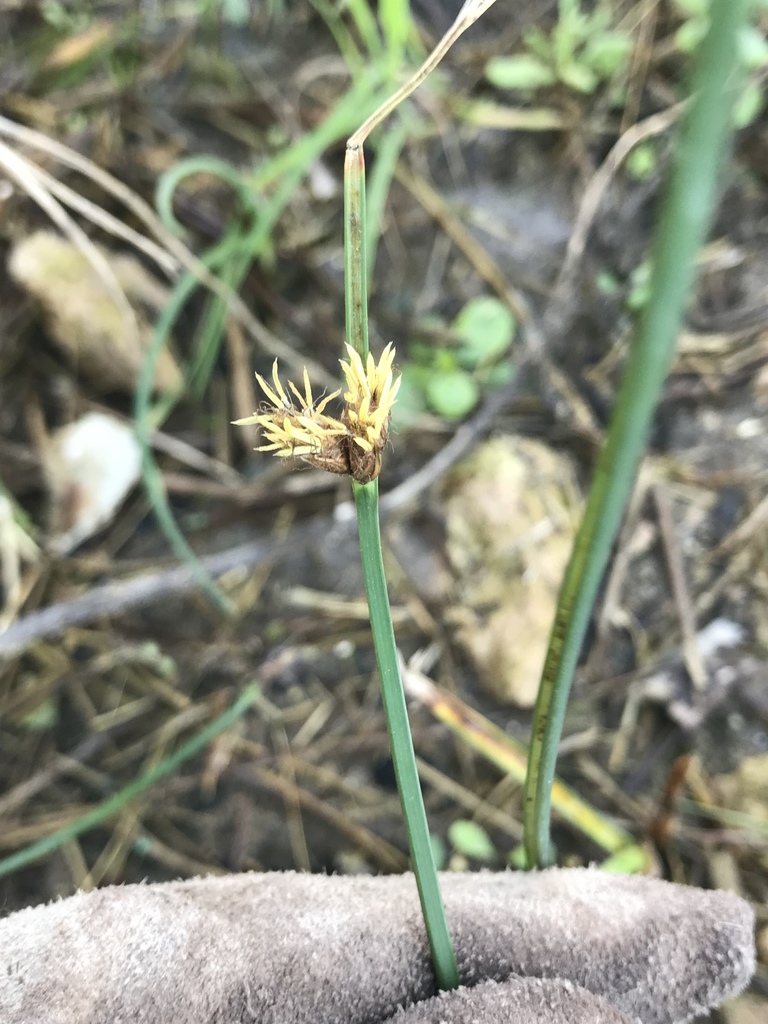 three-square bulrush from 600 Padre Blvd, South Padre Island, TX, US on ...