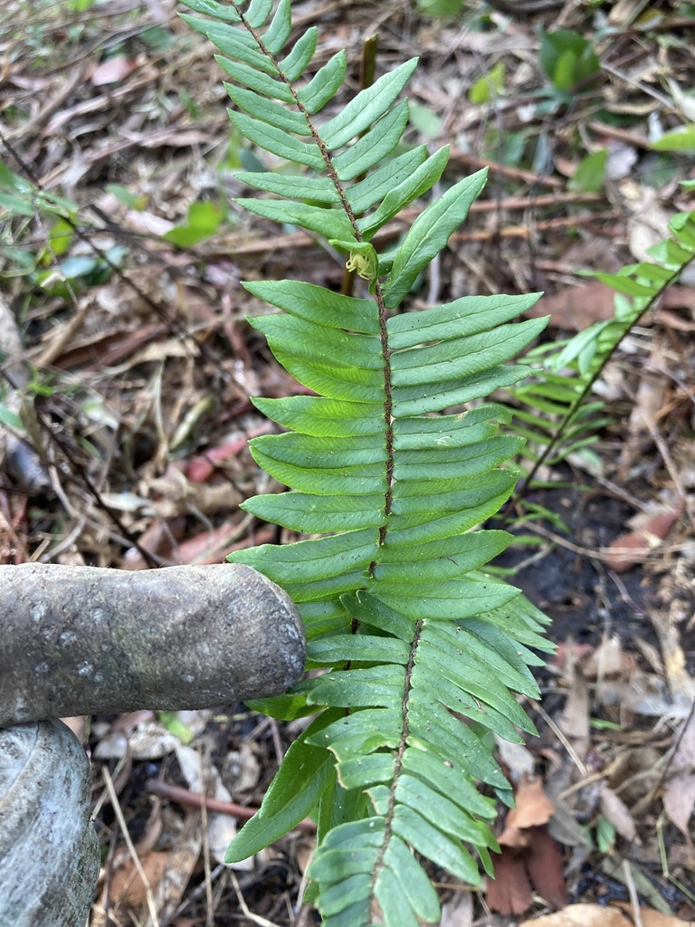 Sickle Fern from Netherby St, Wahroonga, NSW, AU on July 17, 2023 at 10 ...