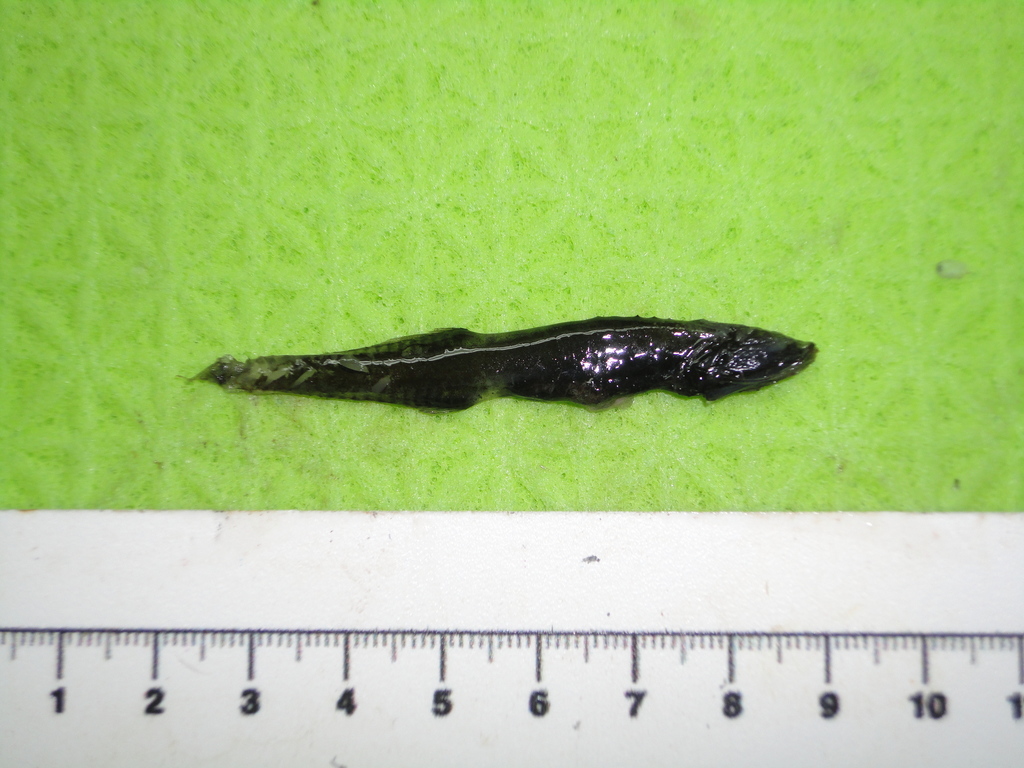 (Cyclothone) - Marine Life Identification
