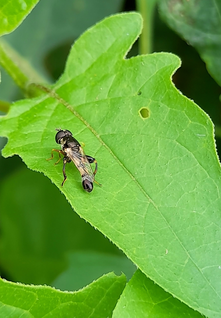 Peg-legged Compost Fly from Sauce Viejo, Santa Fe, Argentina on July 15 ...