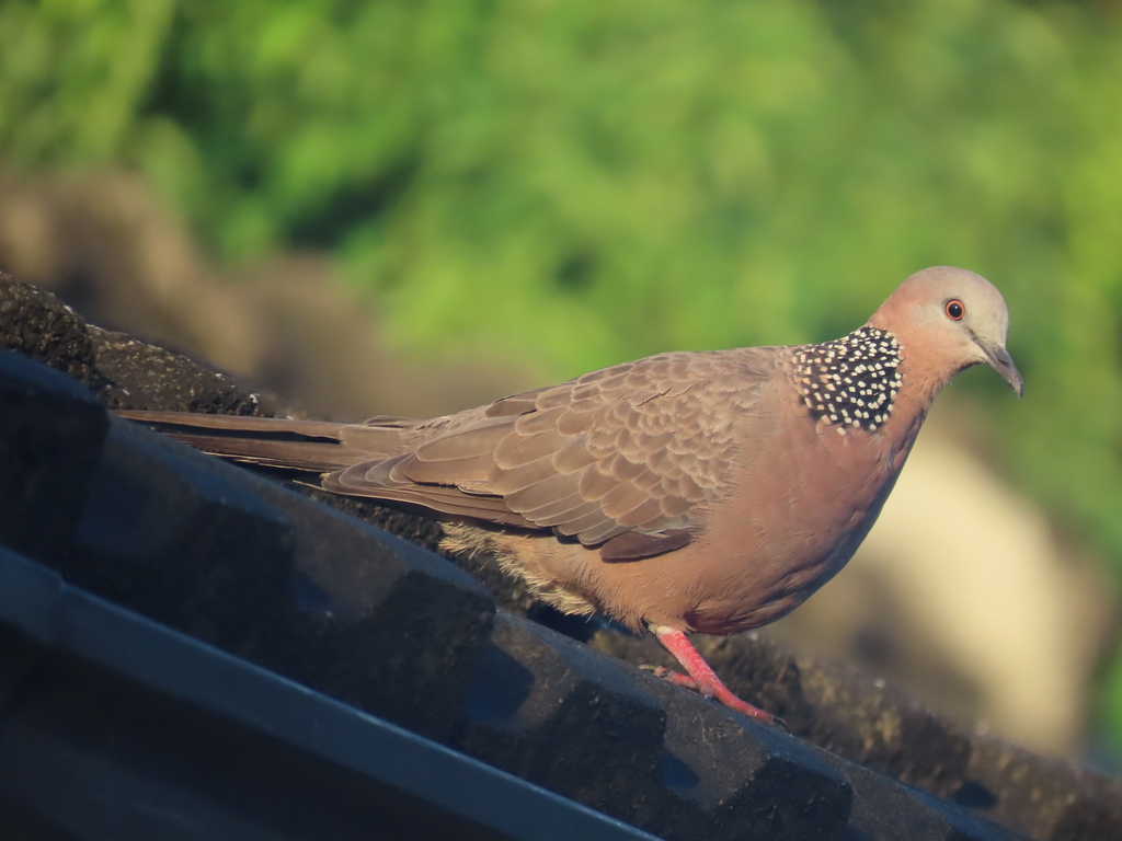 Chinese Spotted Dove (Spilopelia chinensis chinensis) - Avian Discovery