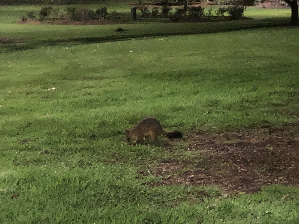 Common Brushtail Possum from Brisbane QLD, Australia on October 23 ...