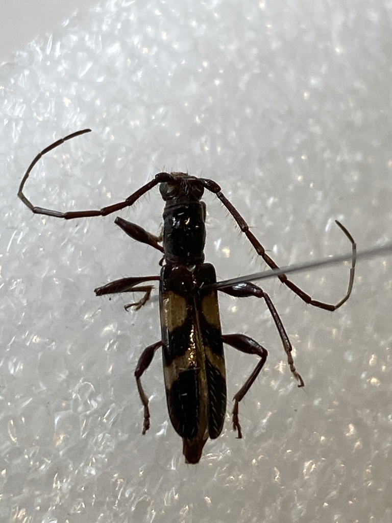 Heterachthes fraterculus from La Manzanilla, La Huerta, JAL, MX on July ...